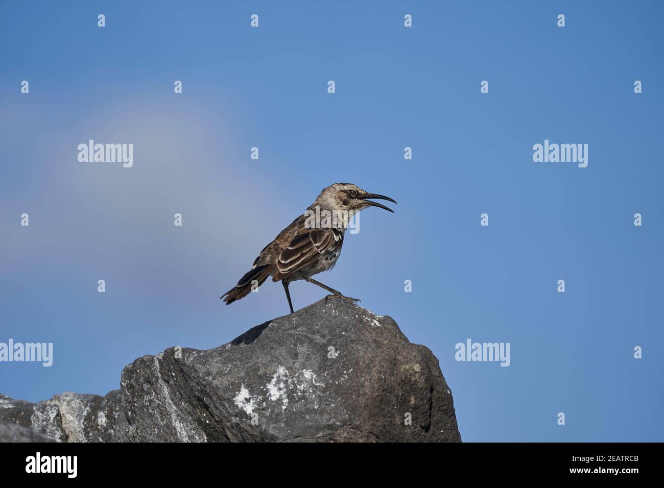 Galápagos mockingbird, Mimus parvulus, one of four mockingbird species ...
