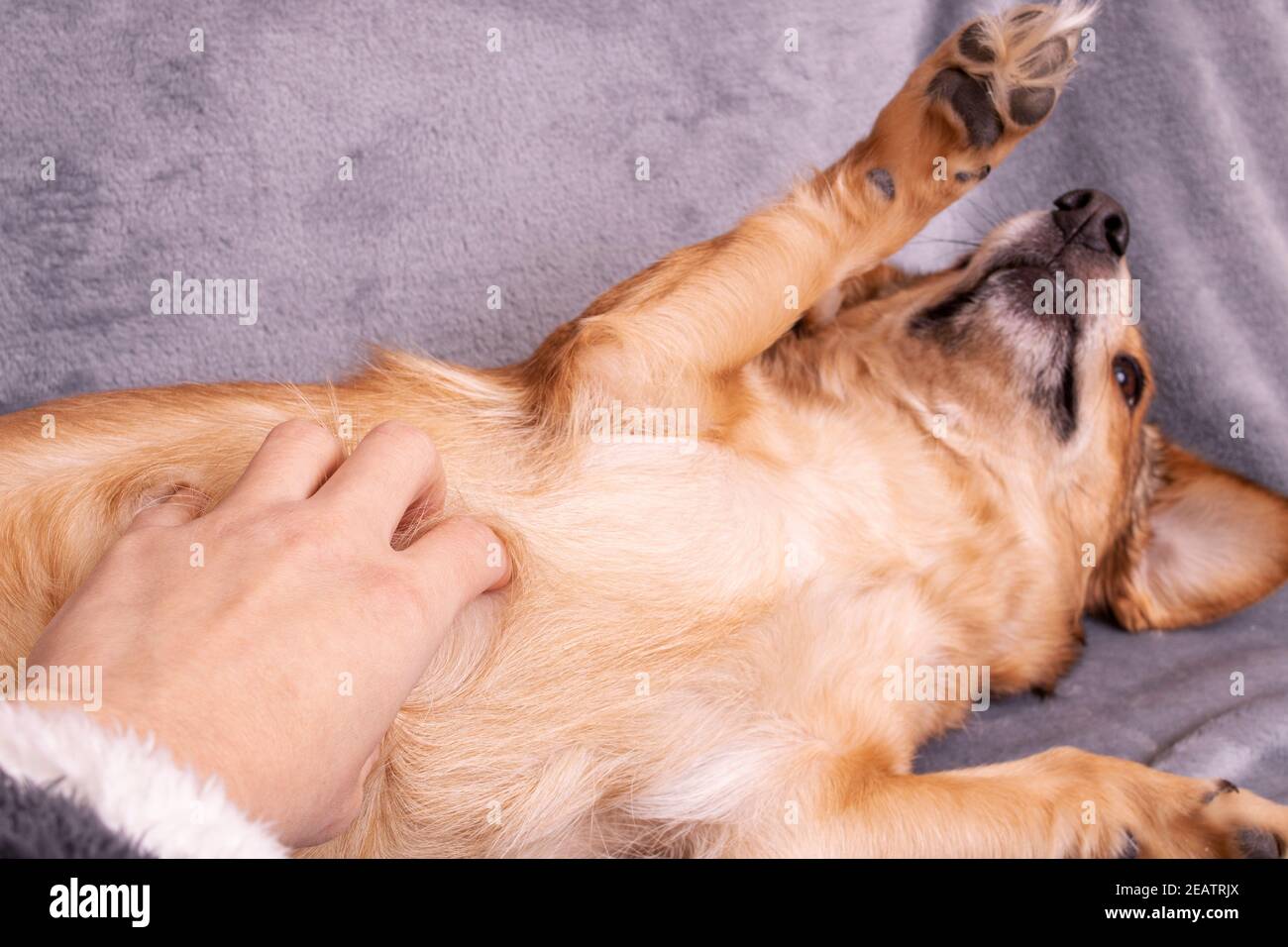 Hand scratches the belly of a dog close up Stock Photo - Alamy