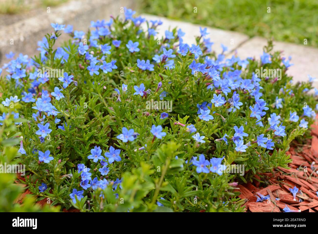 Blue gromwell hi-res stock photography and images - Alamy