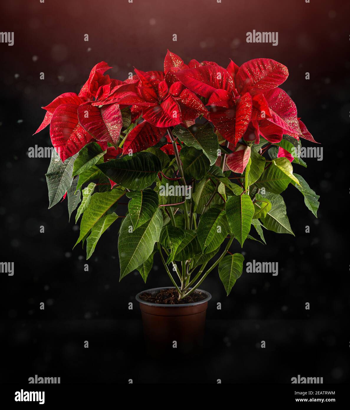 Red Christmas poinsettia flower Stock Photo - Alamy