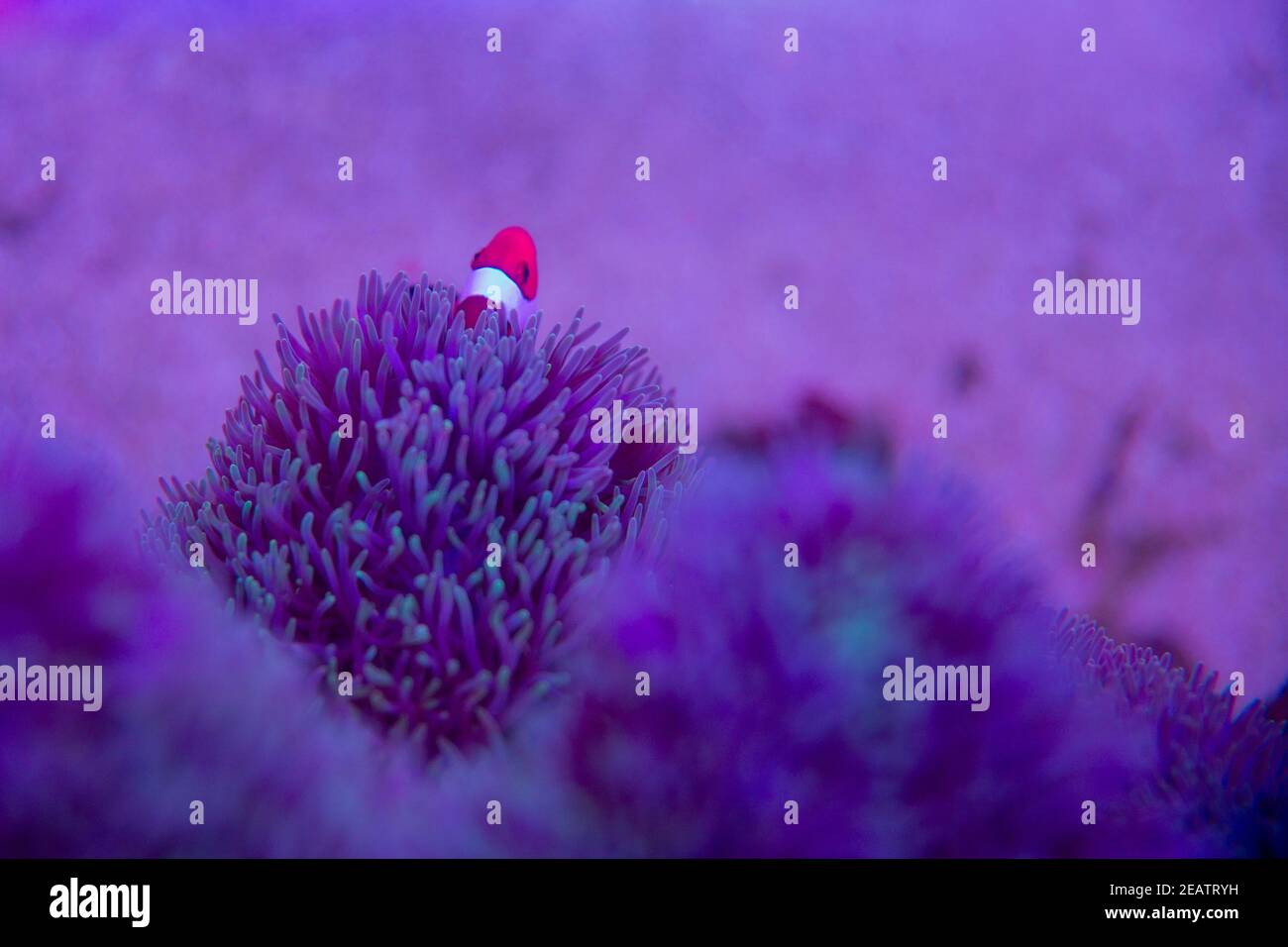 Anemone fish with anemone,Sea anemone and clown fish in marine aquarium ...