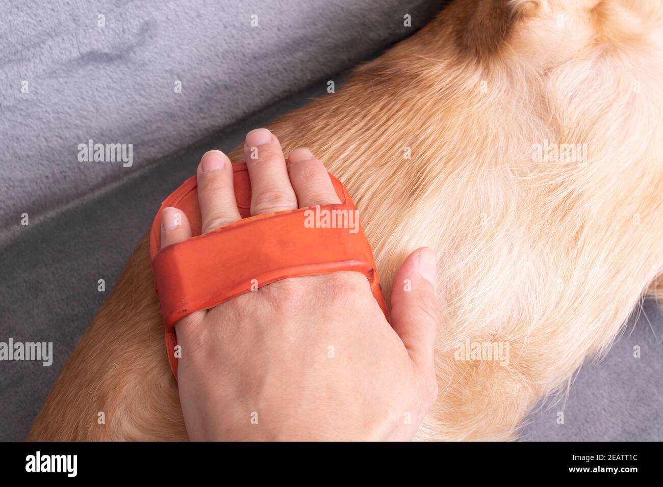 Hand scratches the belly of a dog close up Stock Photo - Alamy