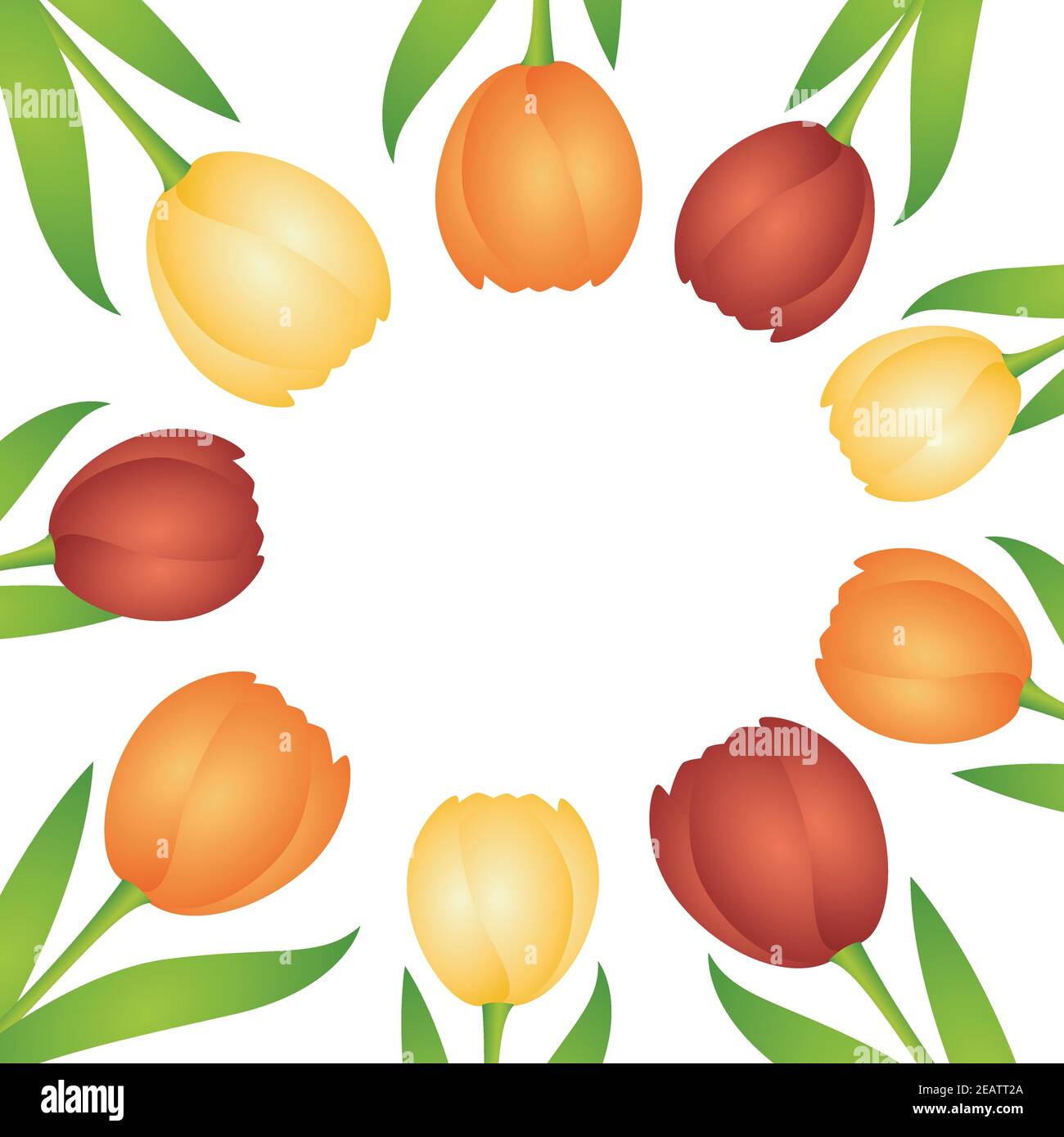 colorful tulips circle border isolated on white vector illustration ...