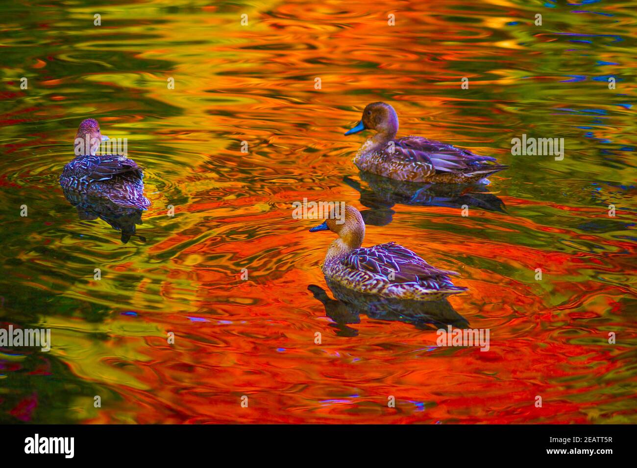 Pond duck with autumn leaves being reflected Stock Photo - Alamy