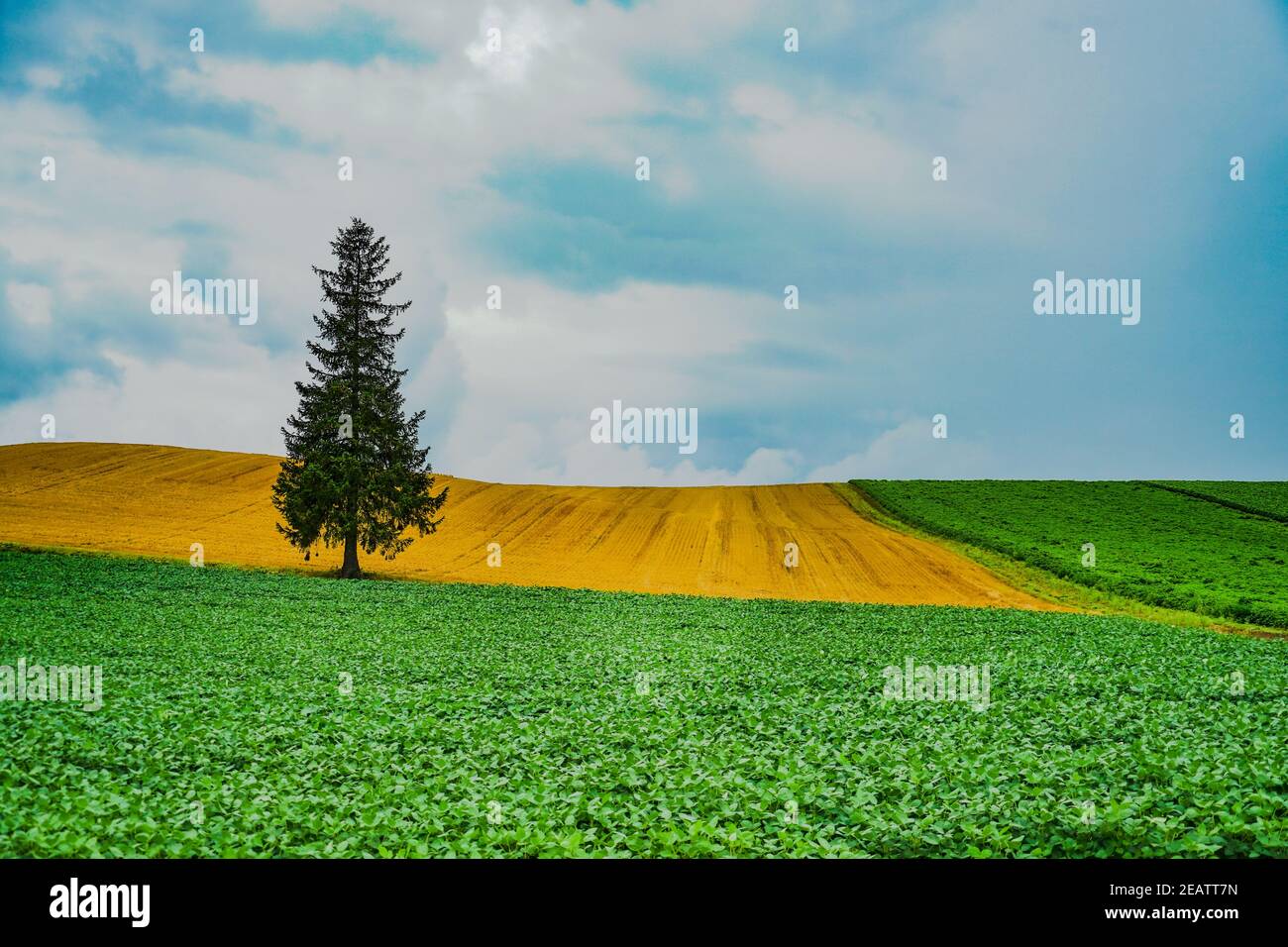 Christmas tree tree and sunset (Hokkaido Biei-cho Stock Photo - Alamy