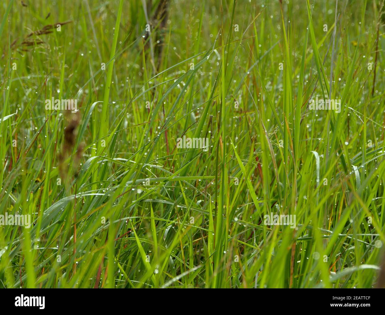 Drops dew grass hi-res stock photography and images - Alamy
