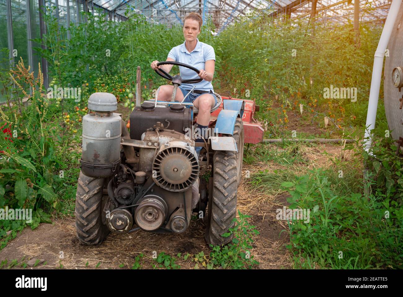 work on a small tractor in a greenhouse Stock Photo - Alamy