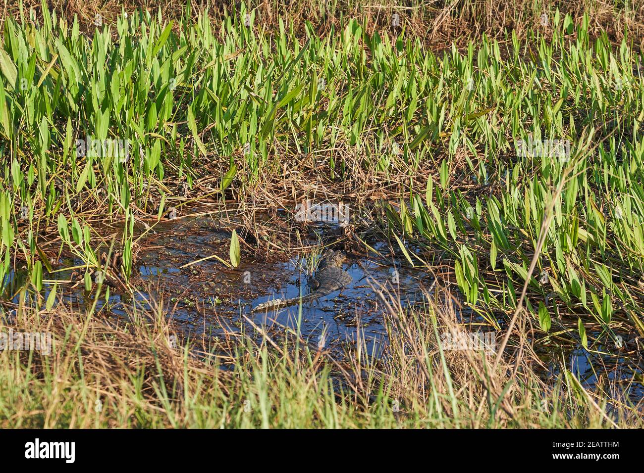 cayman, Caimaninae, lying in the water of the pantanal swamp ...