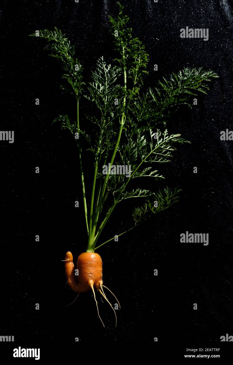 A Carrot, fresh vegetable orange-colored root on a black background ...