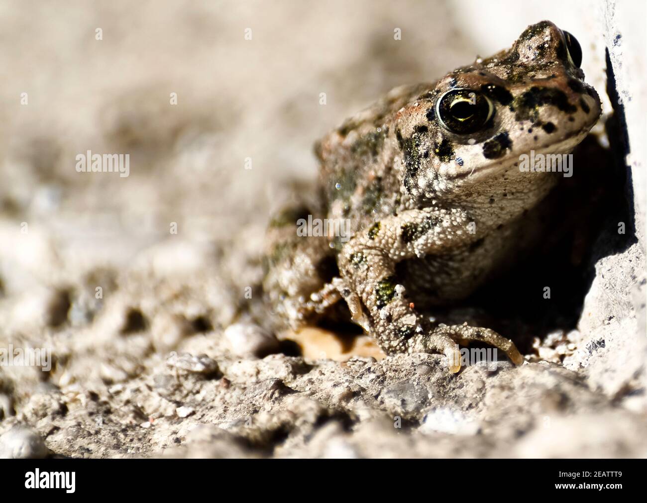 Small frightened frog leaning against the wall Stock Photo - Alamy