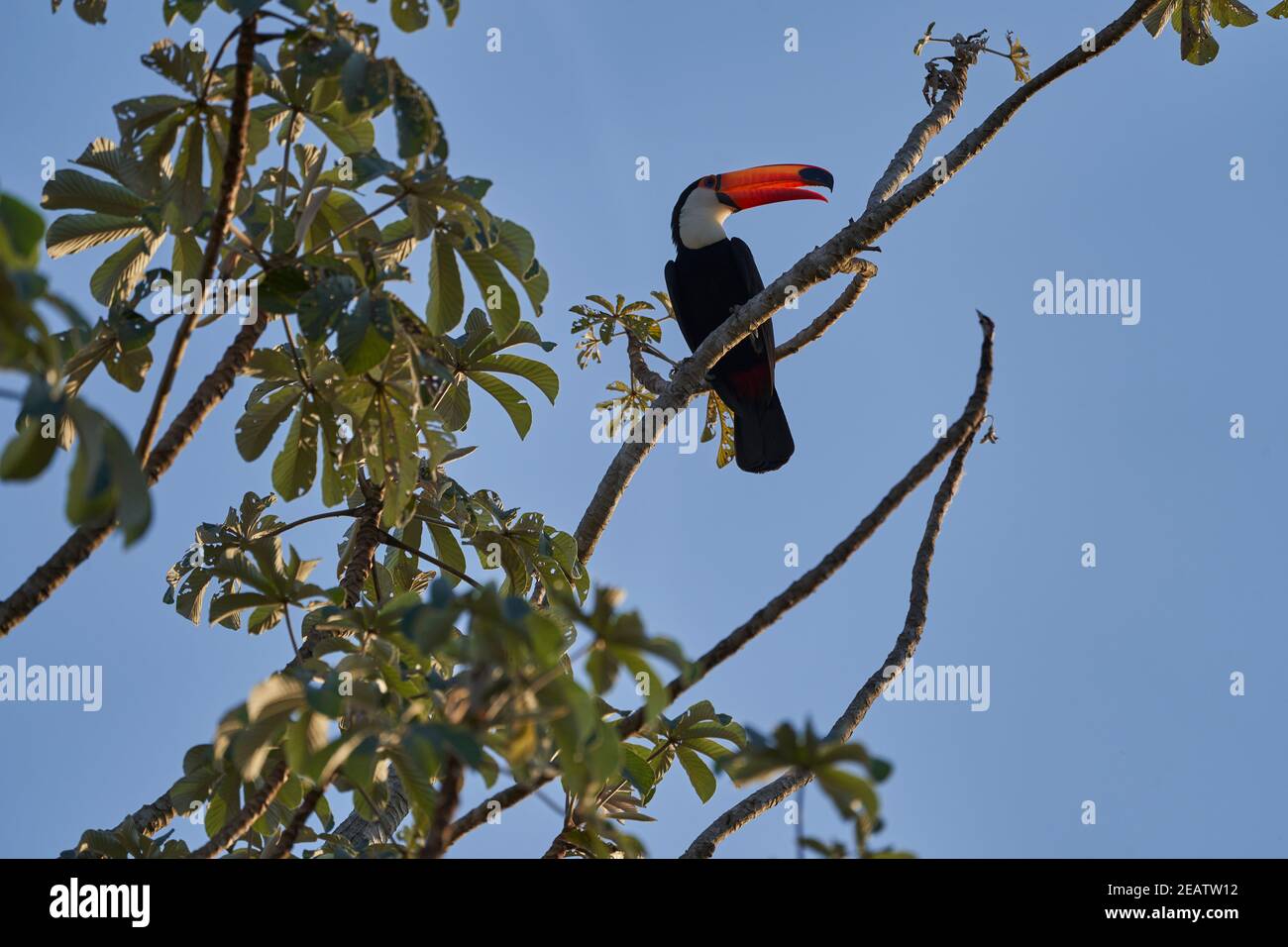 toco toucan, Ramphastos toco, also common toucan or giant toucan, is ...