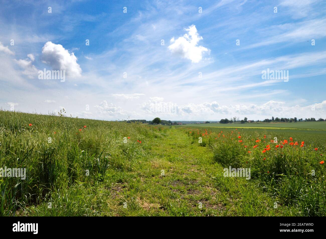 Beautiful spring landscape, on a green plain Stock Photo - Alamy