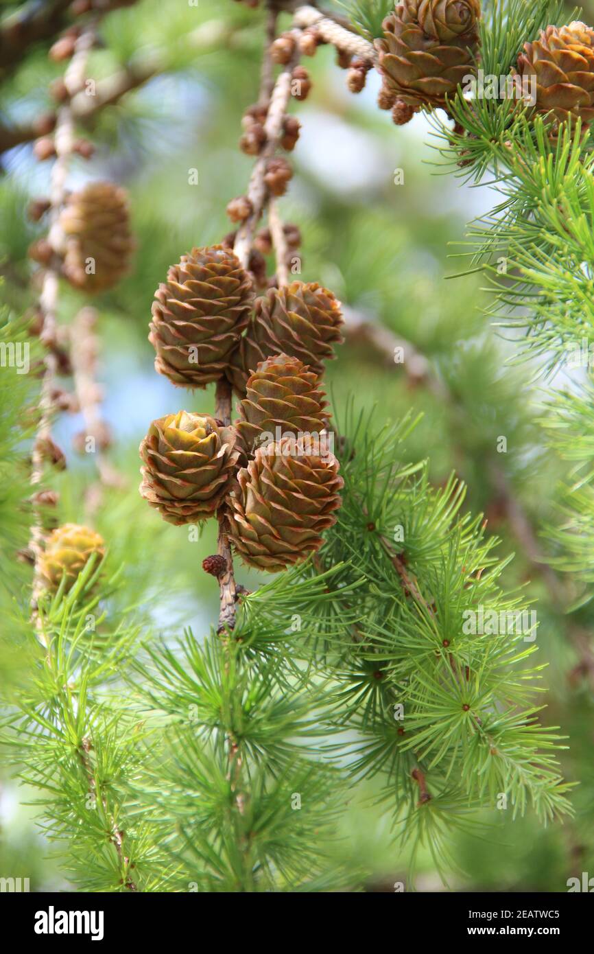 Larch cones growing in row on branch with needles. fruits of coniferous ...