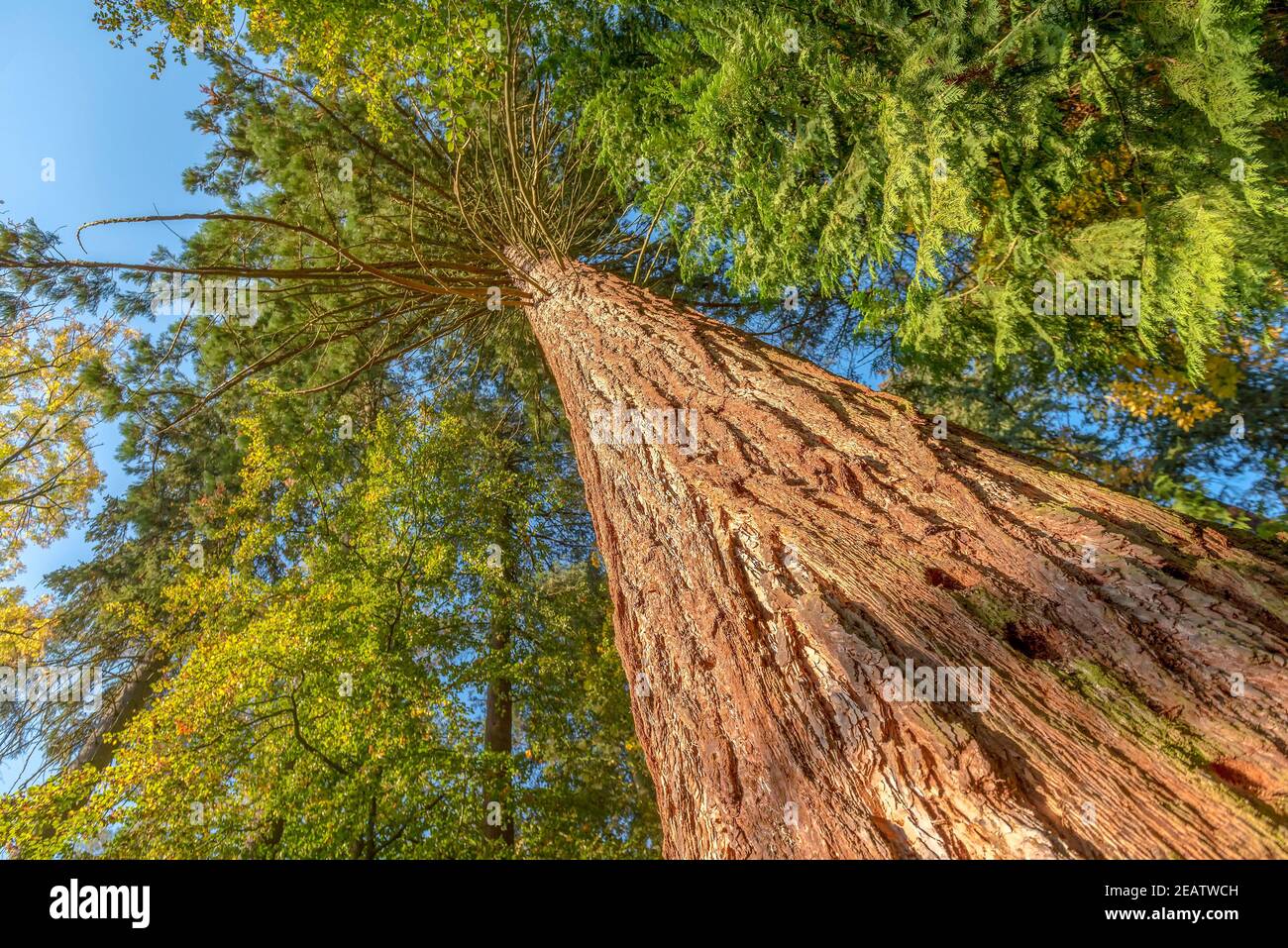 Sequoia branch hi-res stock photography and images - Alamy