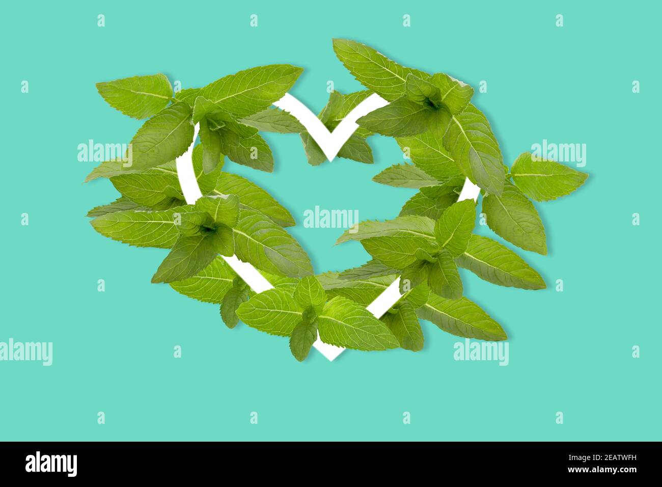 Green leaves of mint shaped as heart frame, isolated on white Stock ...