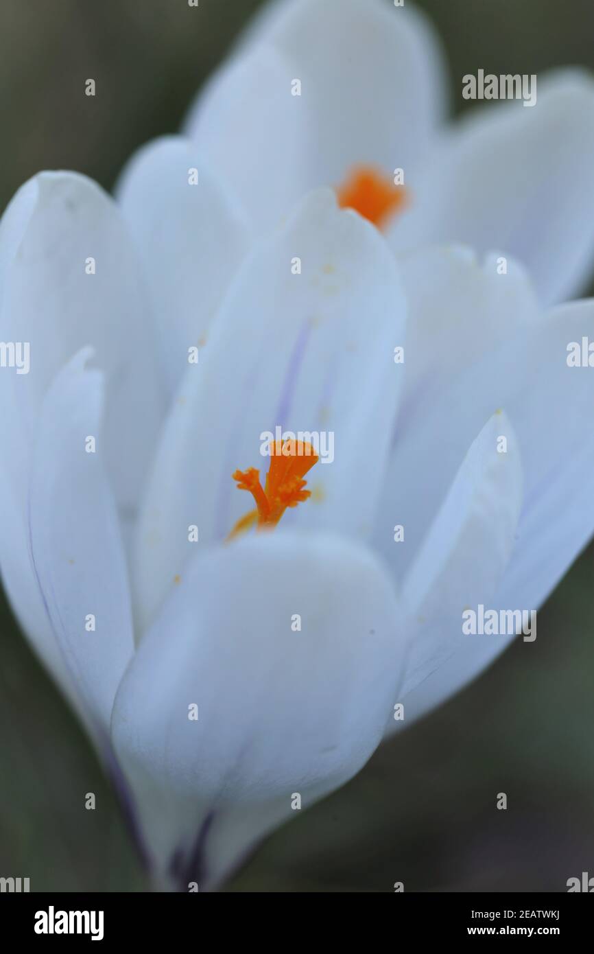 White crocus flowers. First spring white flowers.Floral delicate ...