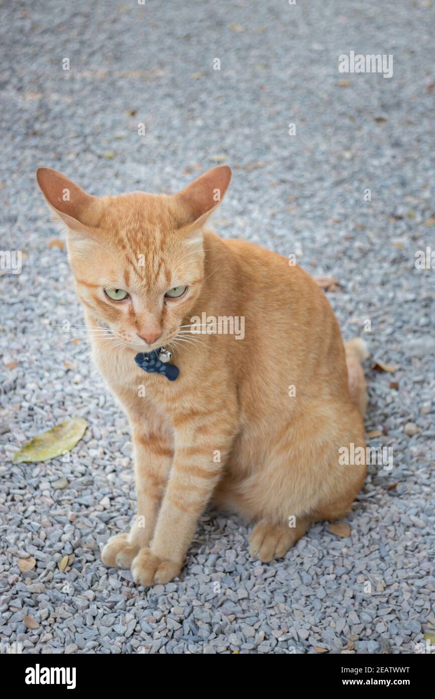 Chilled out cat hi-res stock photography and images - Alamy