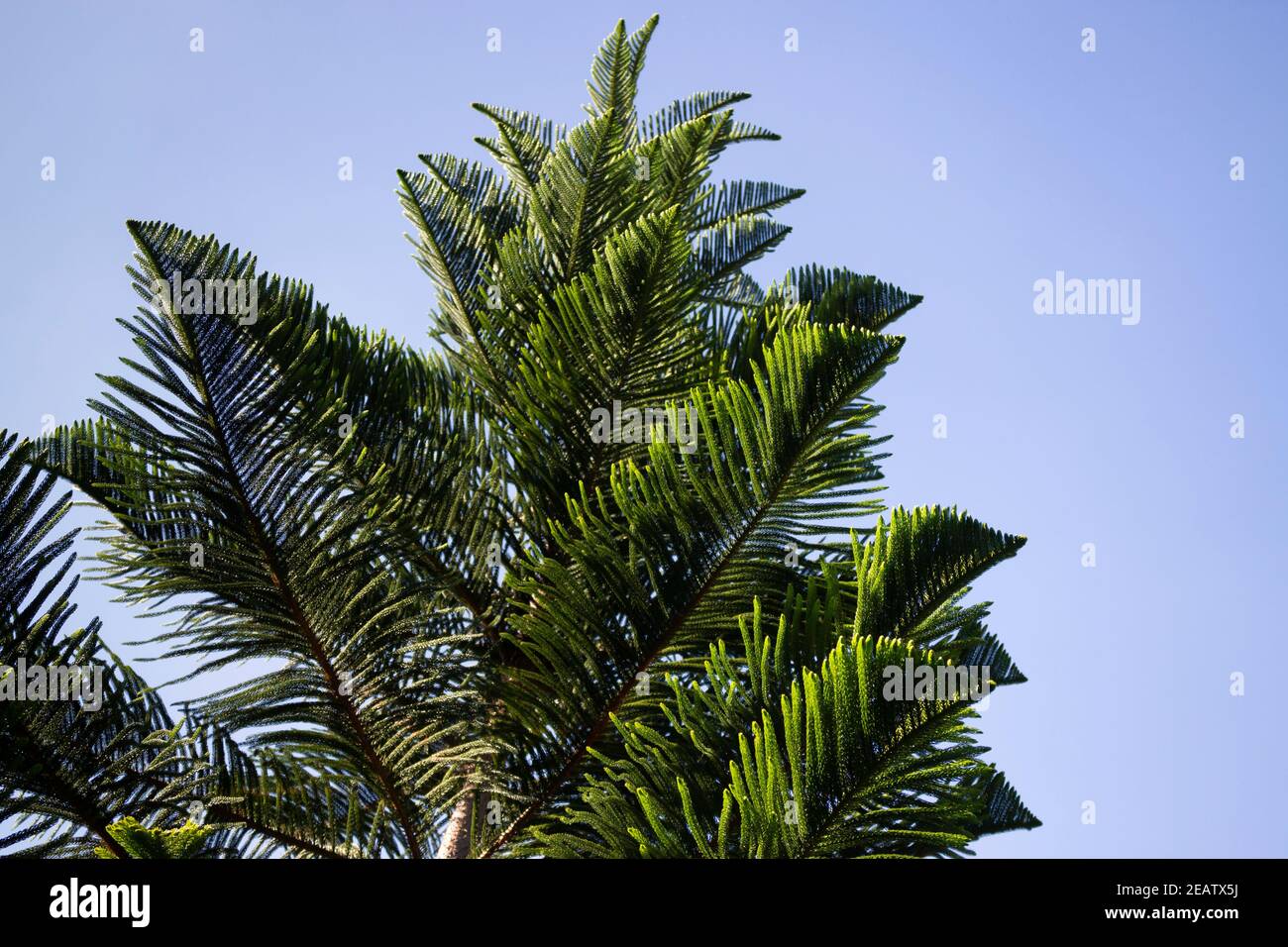 Merry christmas evergreen tree background Stock Photo - Alamy