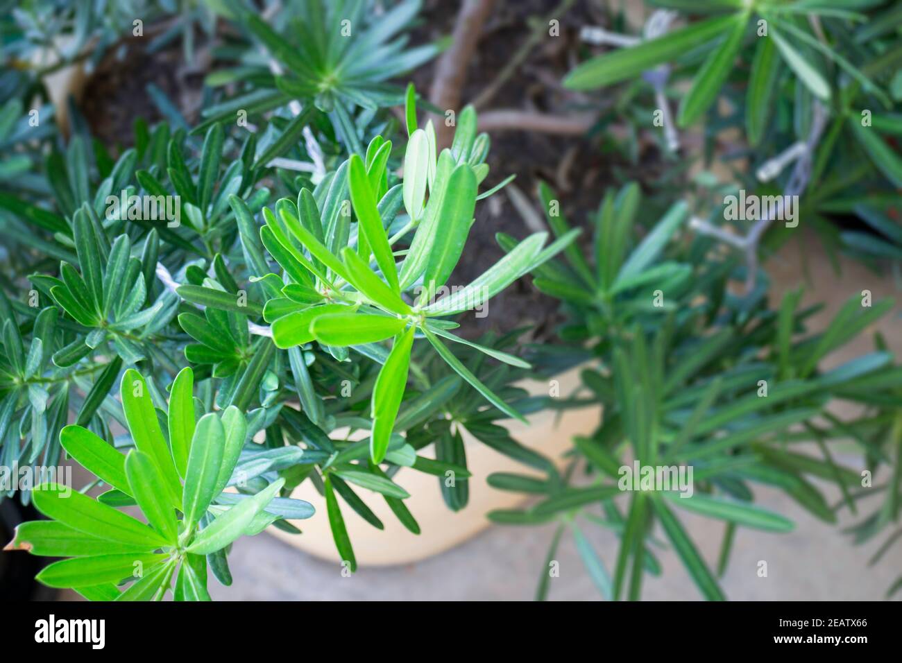 Merry christmas evergreen tree background Stock Photo - Alamy