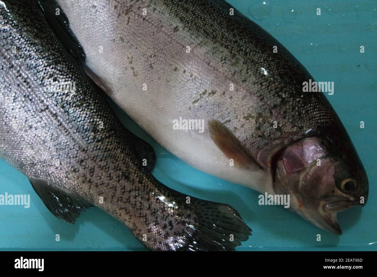 Animal Skin Markings High Resolution Stock Photography and Images - Alamy