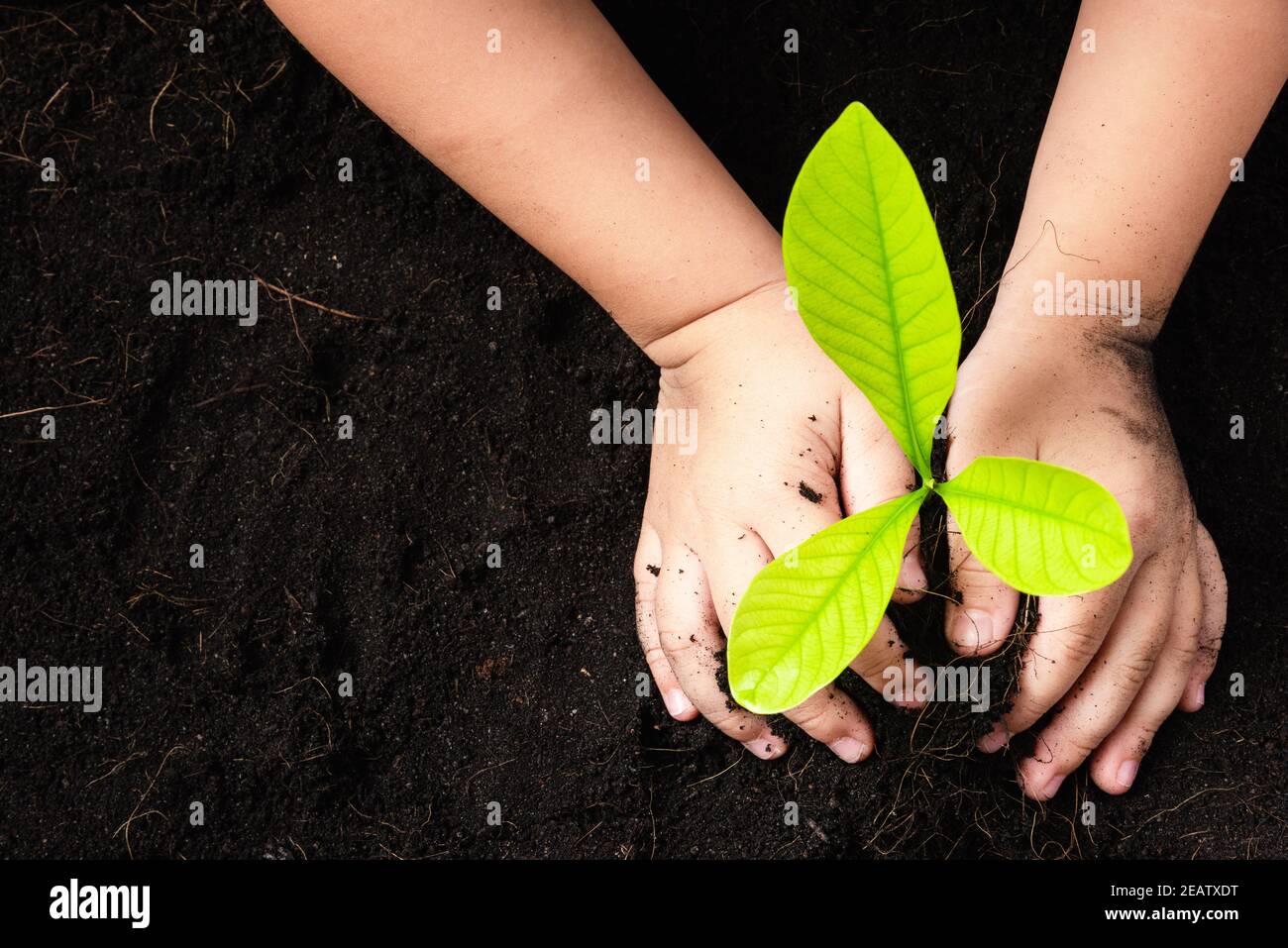 Hand with tree seedling hi-res stock photography and images - Alamy
