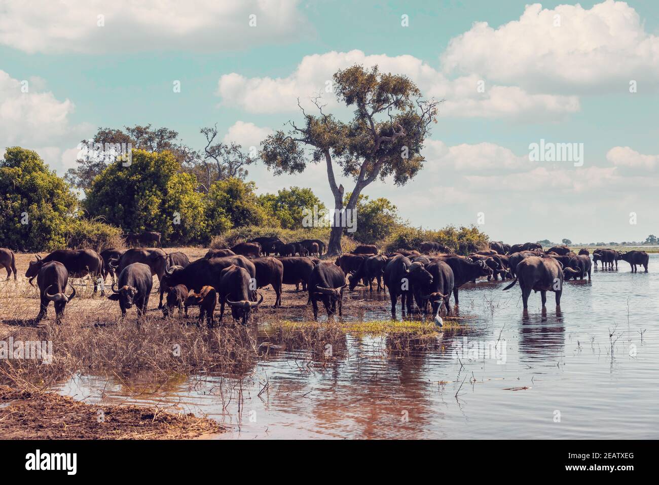 Cape Buffalo at Chobe, Botswana safari wildlife Stock Photo - Alamy