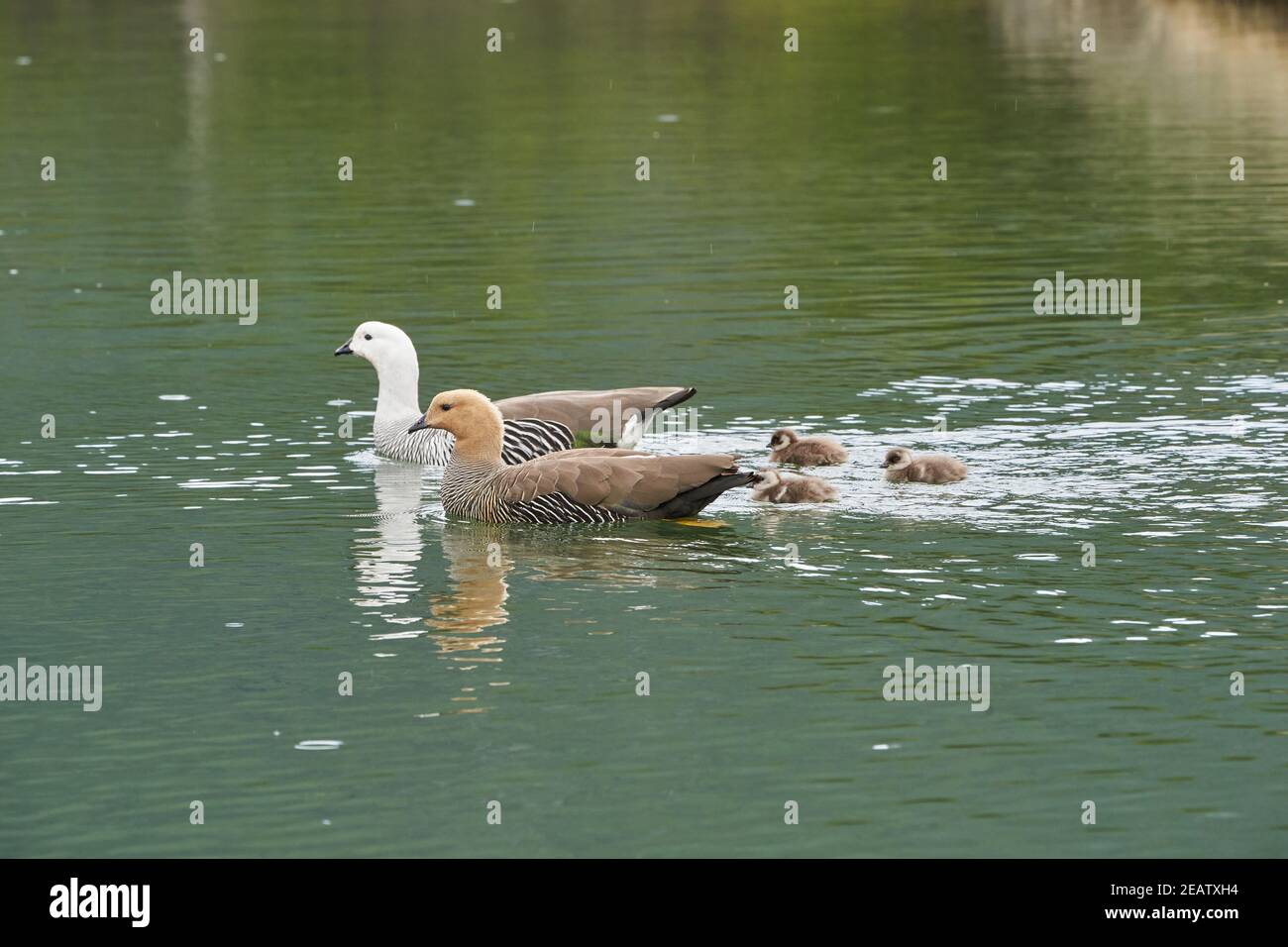 Chloephaga picta, upland goose or Magellan goose is a sheldgoose ...