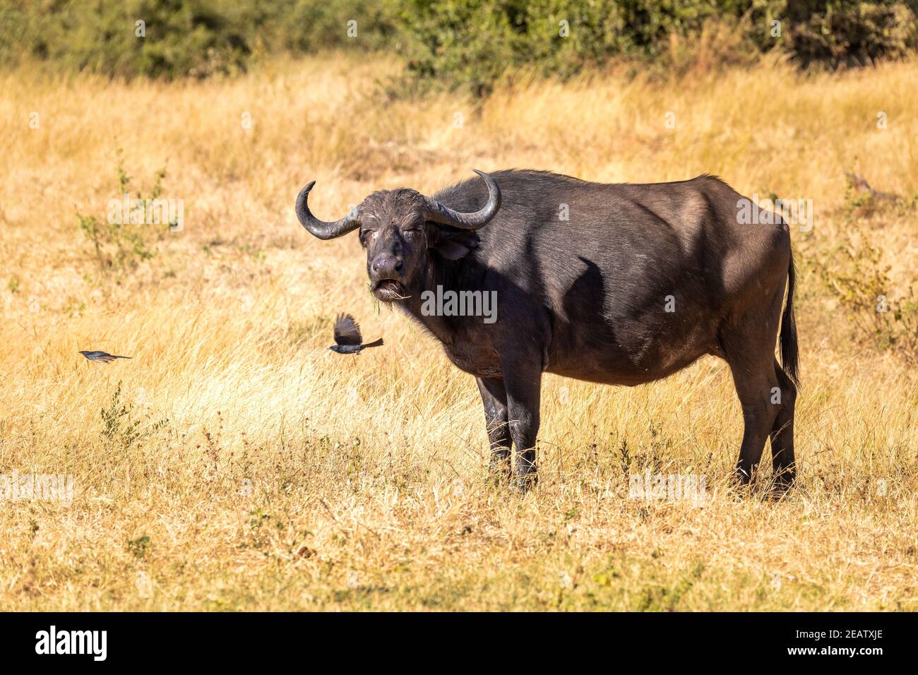 Cape Buffalo at Chobe, Botswana safari wildlife Stock Photo - Alamy