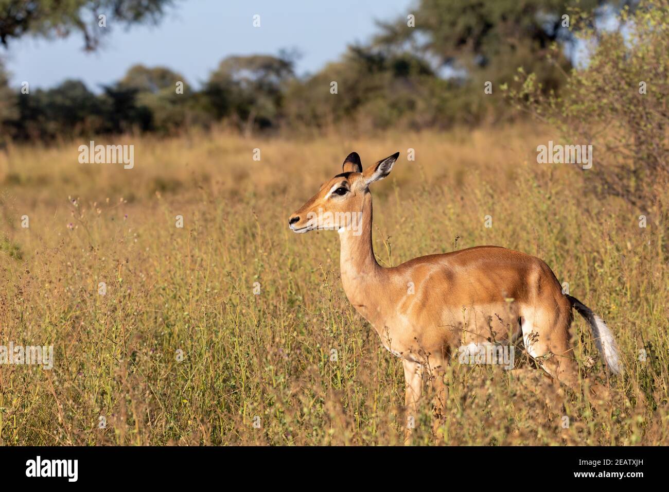 Impala antelope Namibia, africa safari wildlife Stock Photo - Alamy