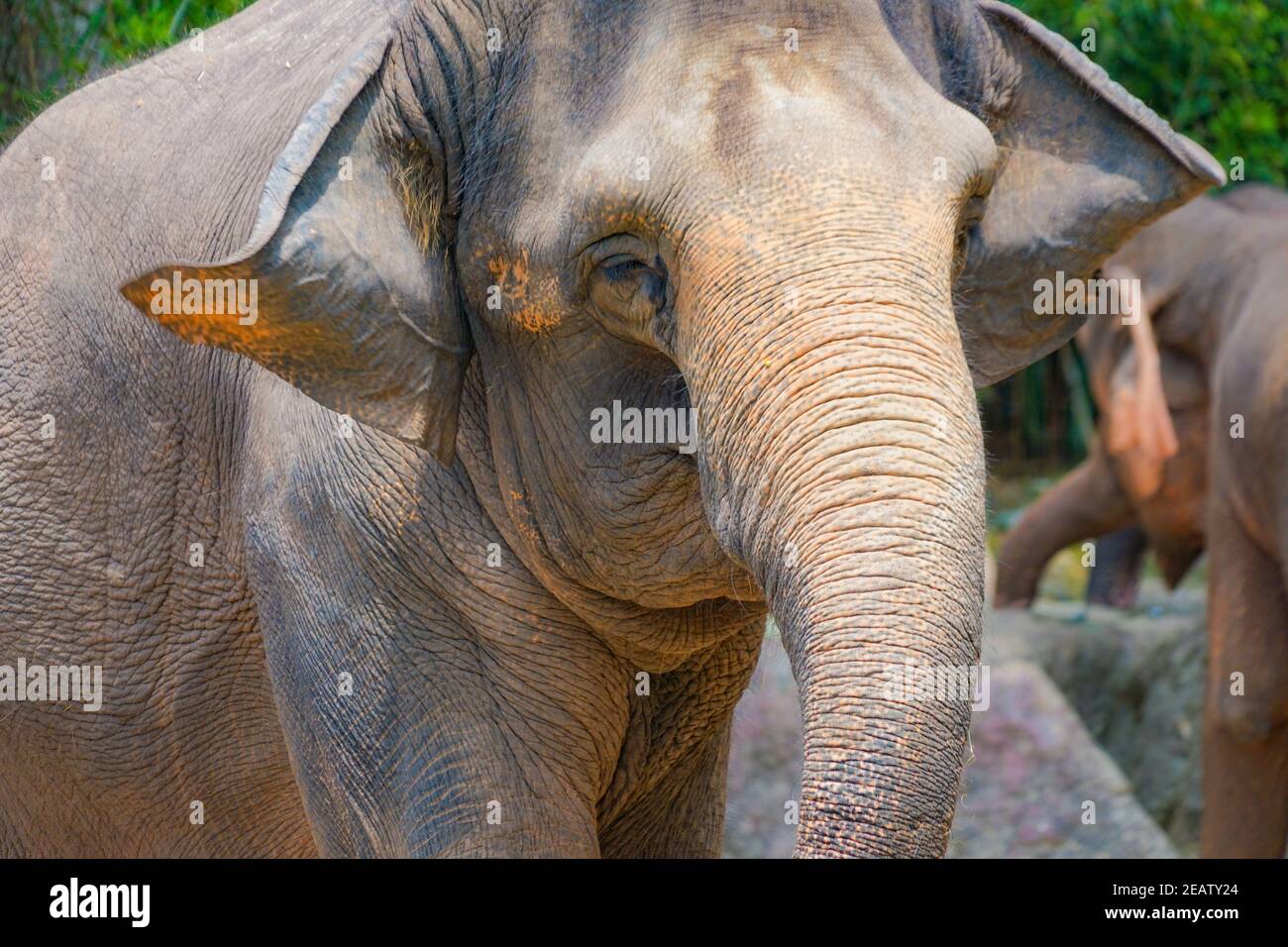 Elephant Singapore Zoo Stock Photo - Alamy