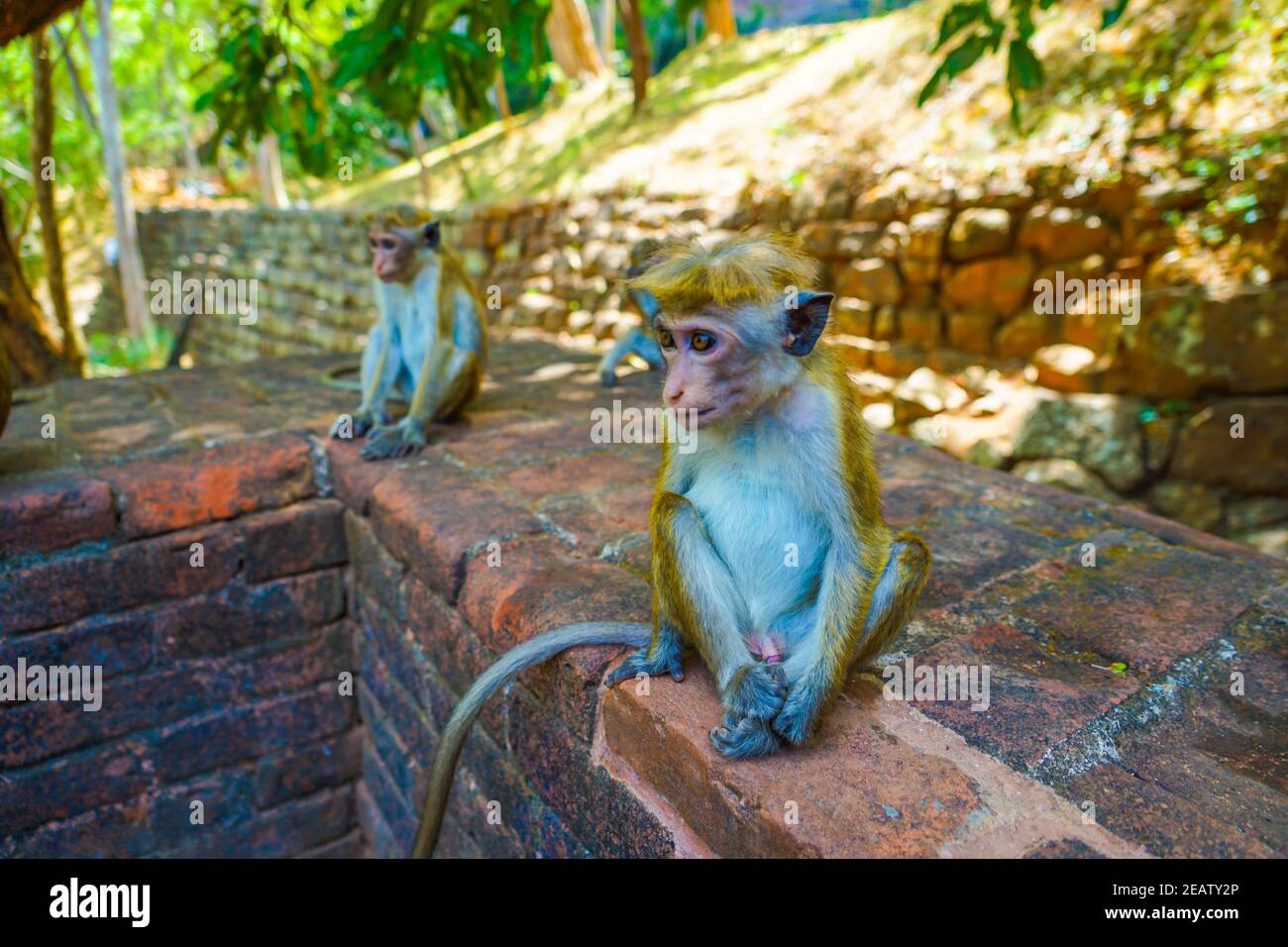 Monkey (Sri Lanka Sigiriya Rock Stock Photo - Alamy
