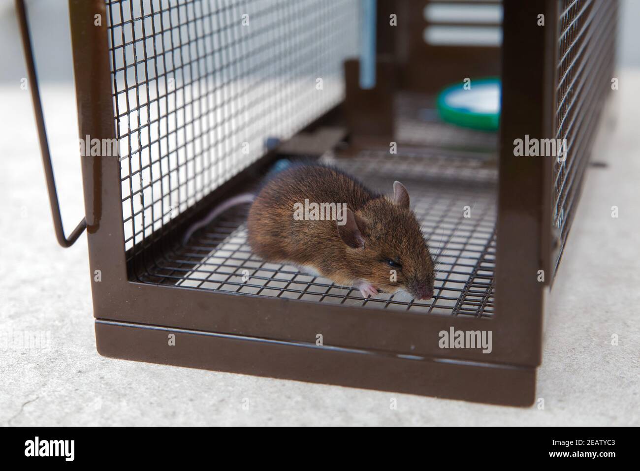 Live trap hi-res stock photography and images - Alamy