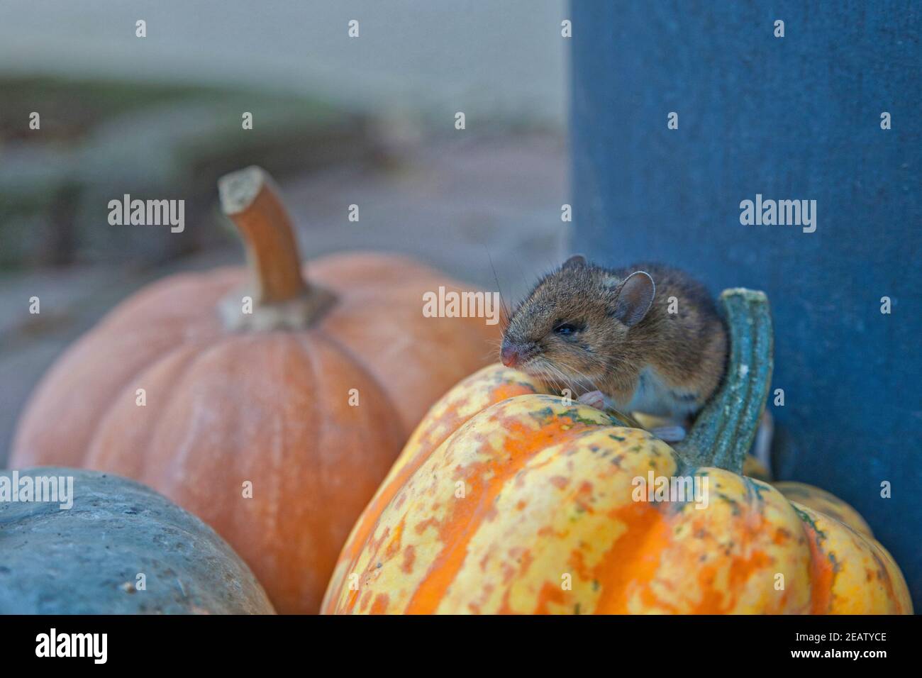 Harvest mice young hi-res stock photography and images - Alamy