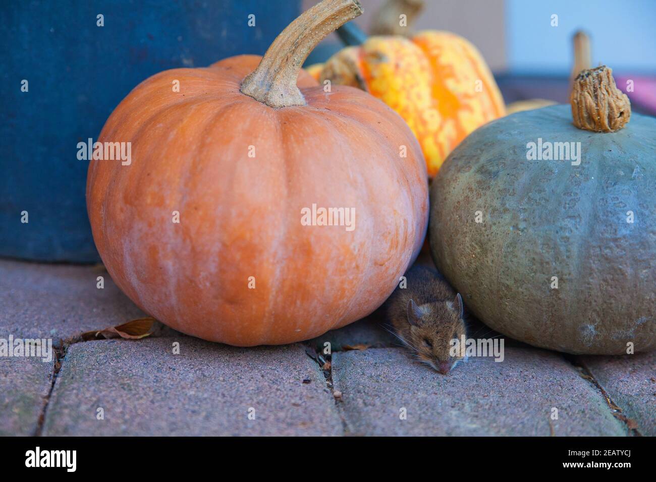 One pumpkins hi-res stock photography and images - Alamy