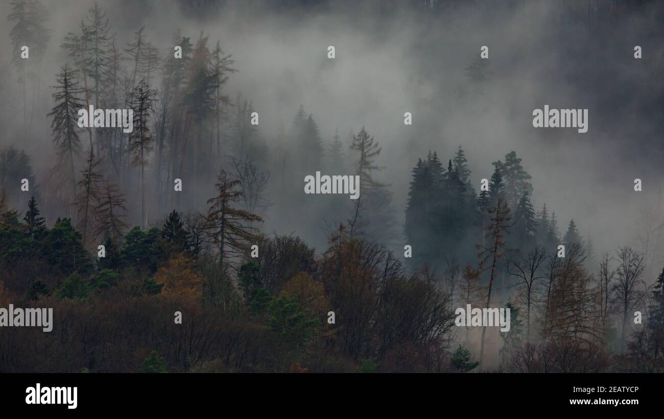 Cloud forest in mist hi-res stock photography and images - Alamy