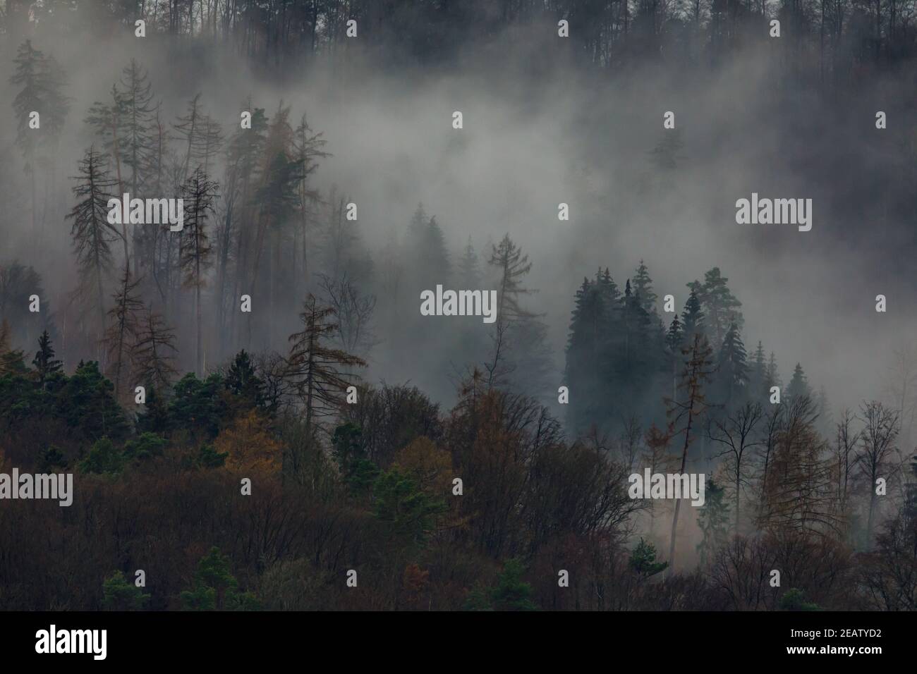 Cloud forest in mist hi-res stock photography and images - Alamy