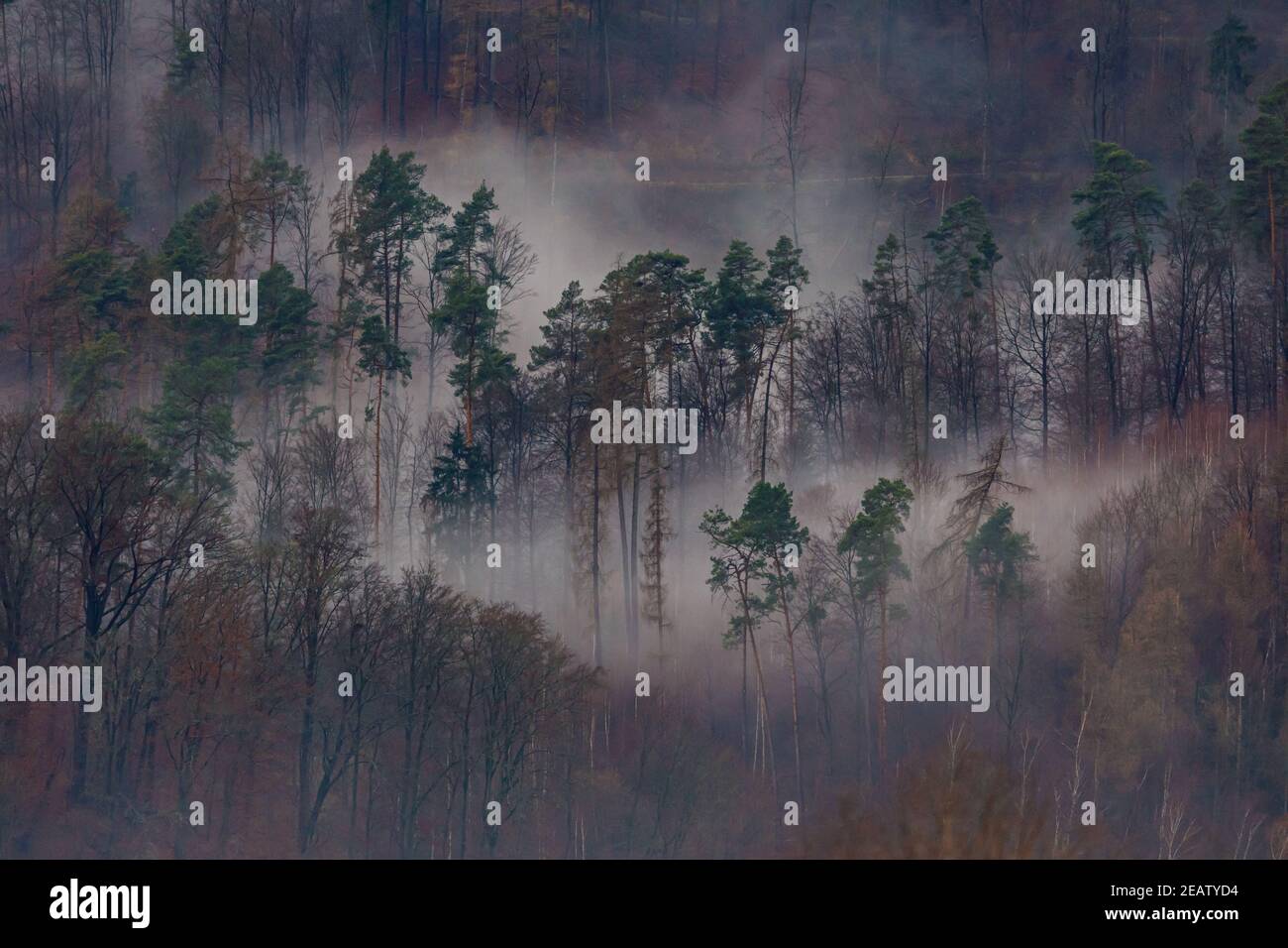 Fog landscape with tree hi-res stock photography and images - Alamy