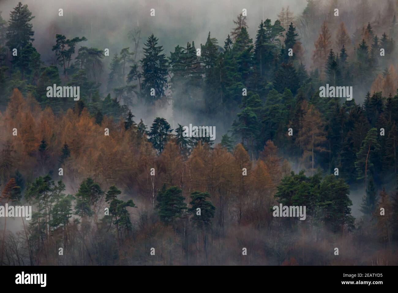 Cloud forest in mist hi-res stock photography and images - Alamy
