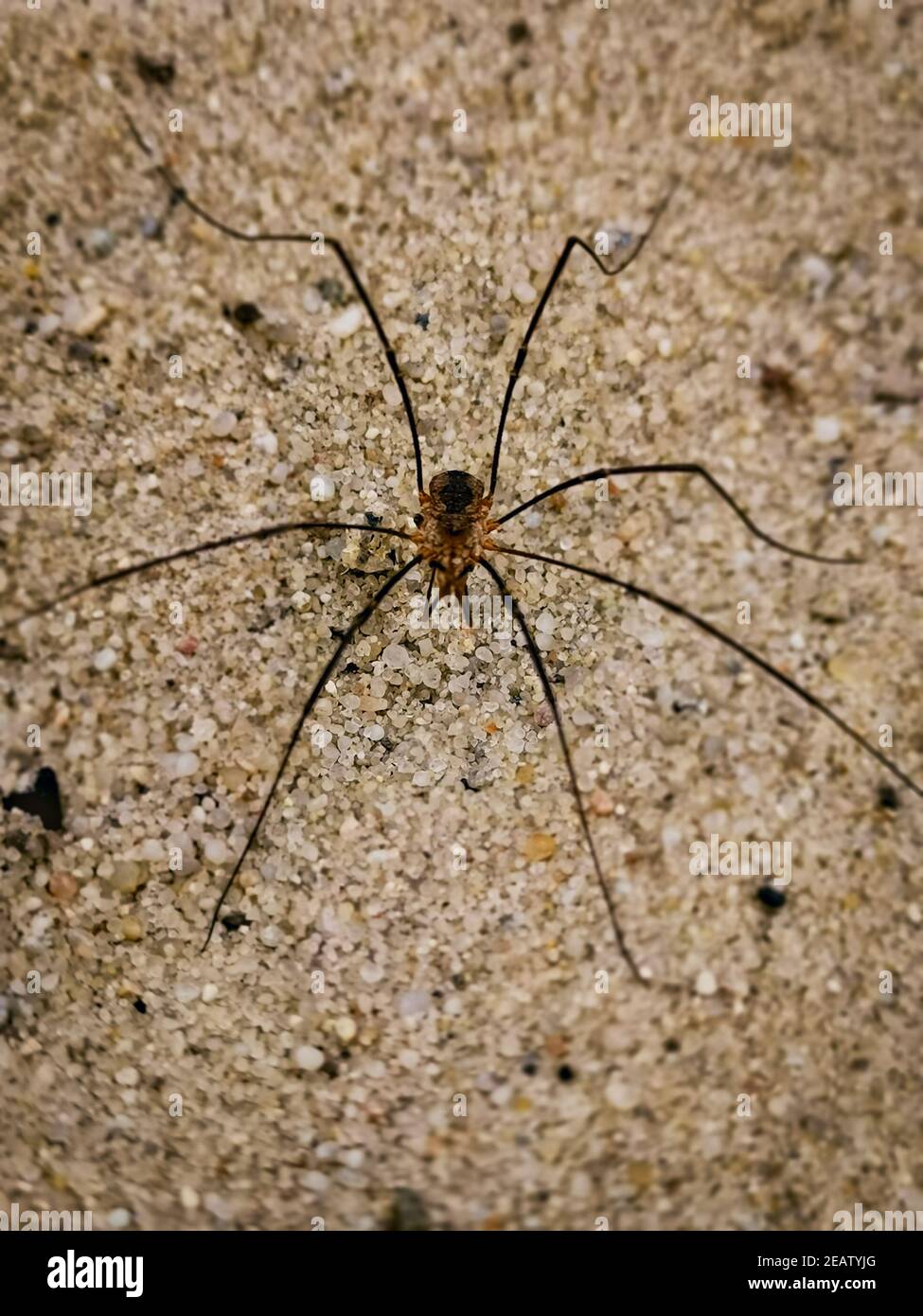 Long legged leg hi-res stock photography and images - Alamy