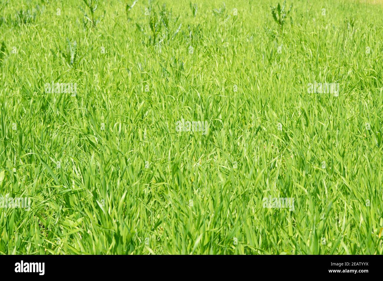 Grass texture top view hi-res stock photography and images - Alamy
