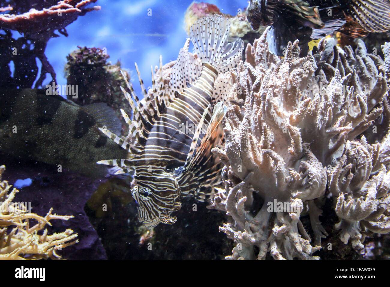 A lionfish swims in the reef. Lionfish are very poisonous and dangerous ...