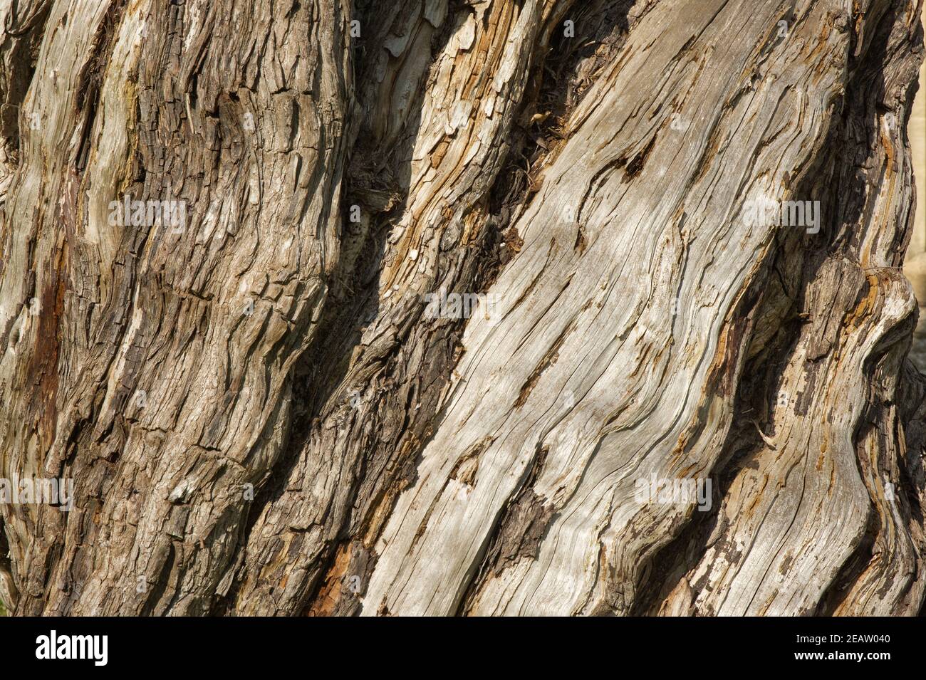 Old gnarled trees hi-res stock photography and images - Alamy