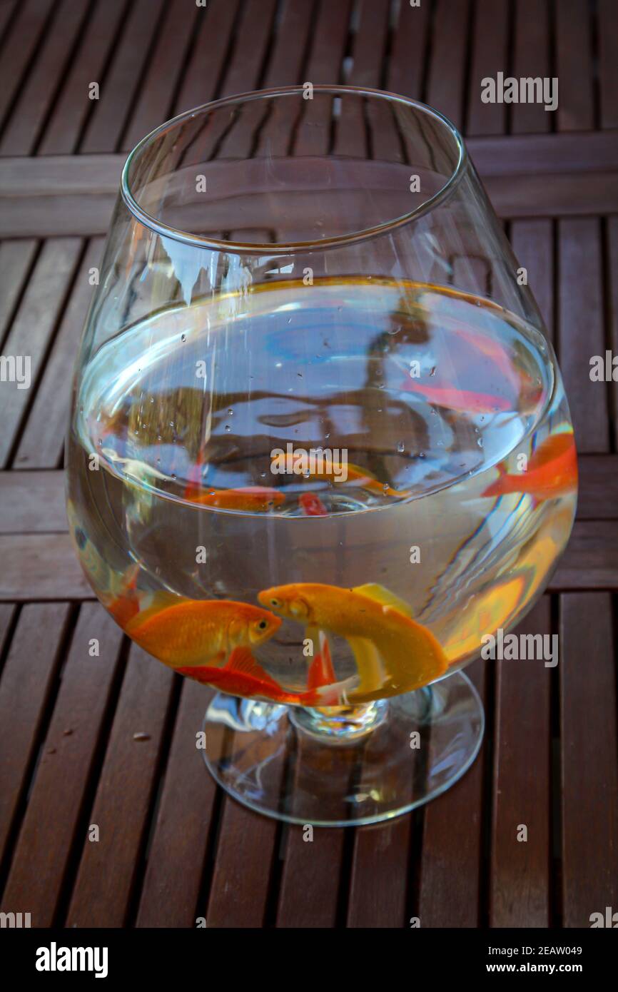 Fishbowl table hi-res stock photography and images - Alamy