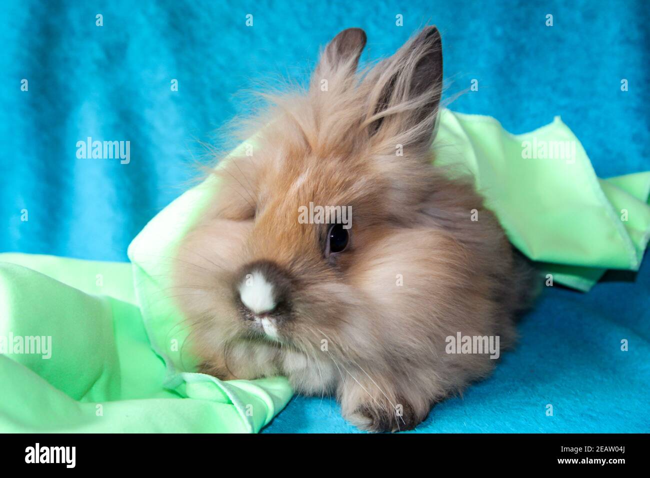 A photo shoot of a small dwarf rabbit Stock Photo - Alamy