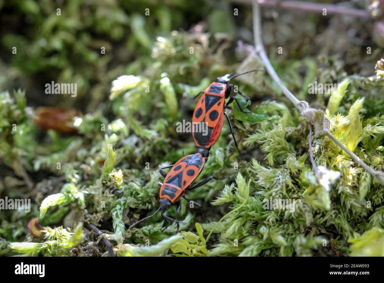 Two fire bugs on the moss when mating Stock Photo - Alamy