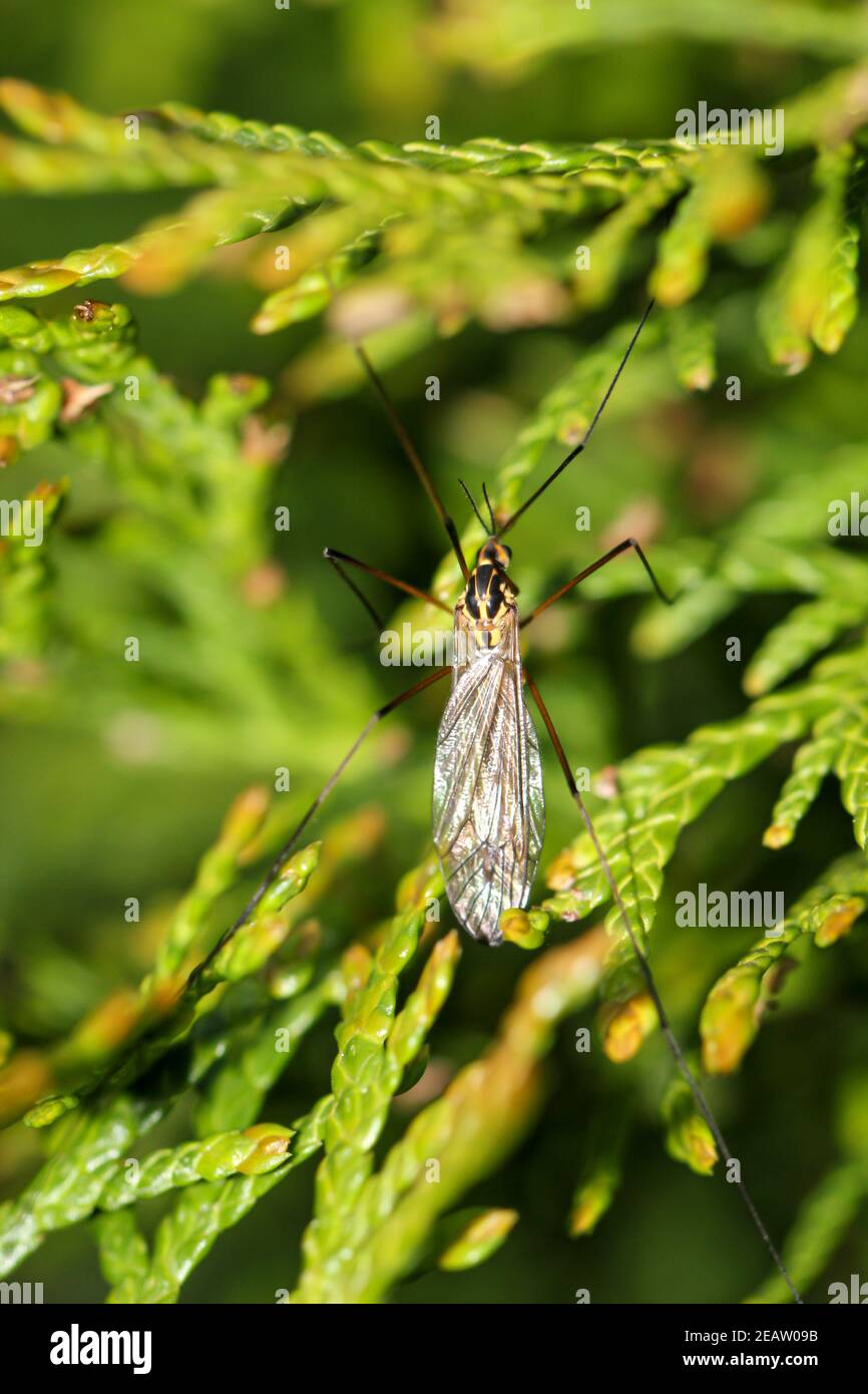 A close-up of a fly-like insect on a plant Stock Photo - Alamy