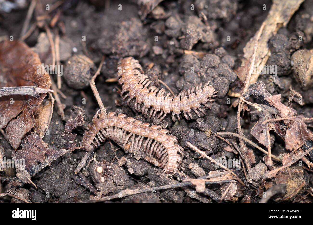 Centipede Larva