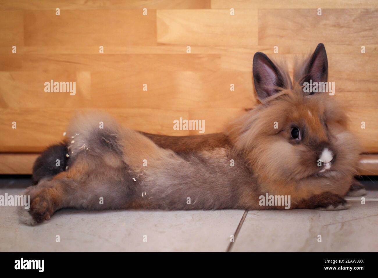 A photo shoot of a small dwarf rabbit Stock Photo - Alamy