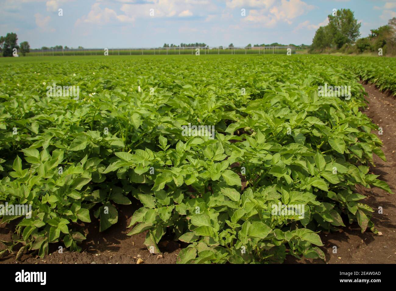 Potato plants in a field. Potatoes are nightshades Stock Photo - Alamy