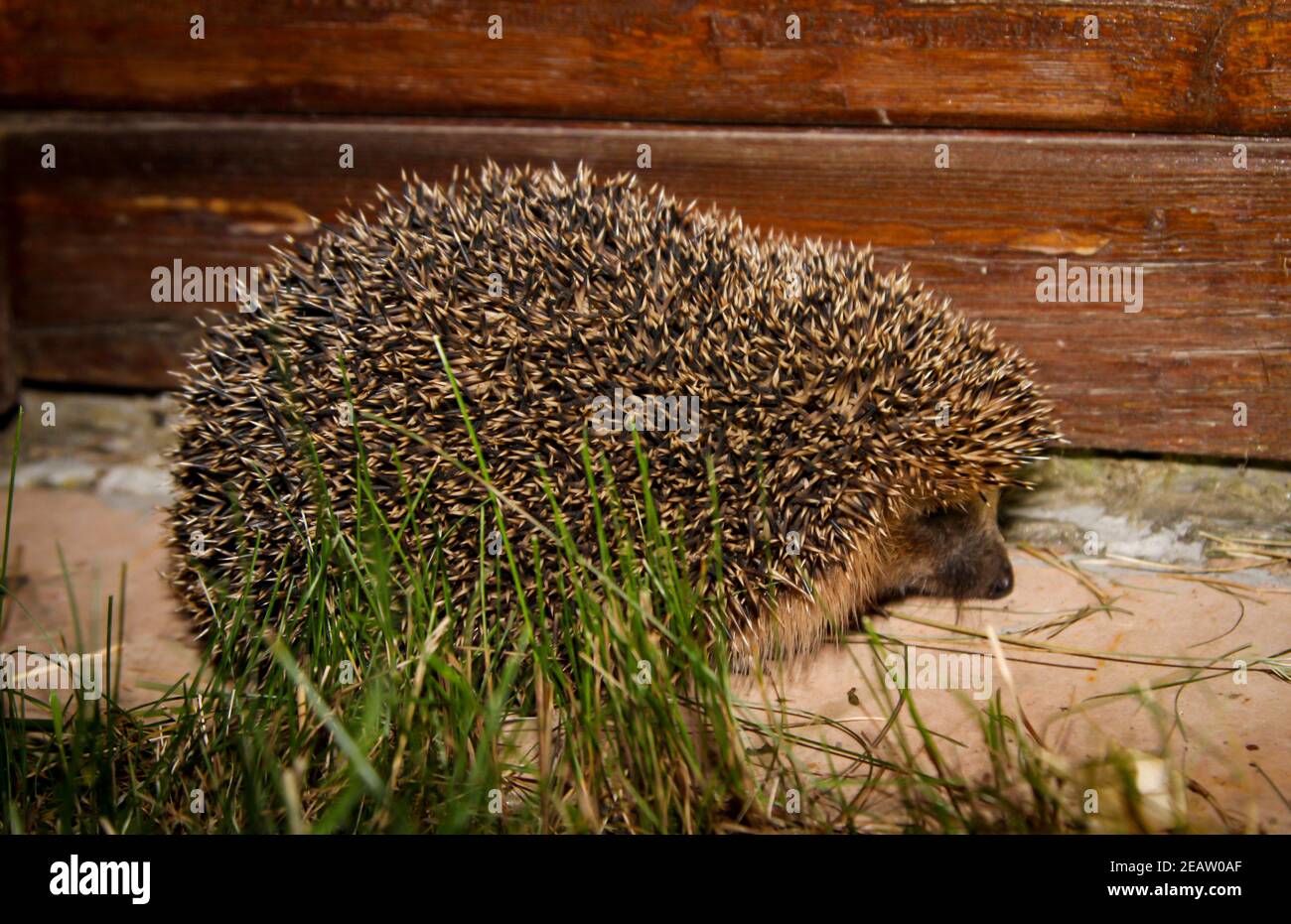 The hare and the hedgehog hi-res stock photography and images - Alamy